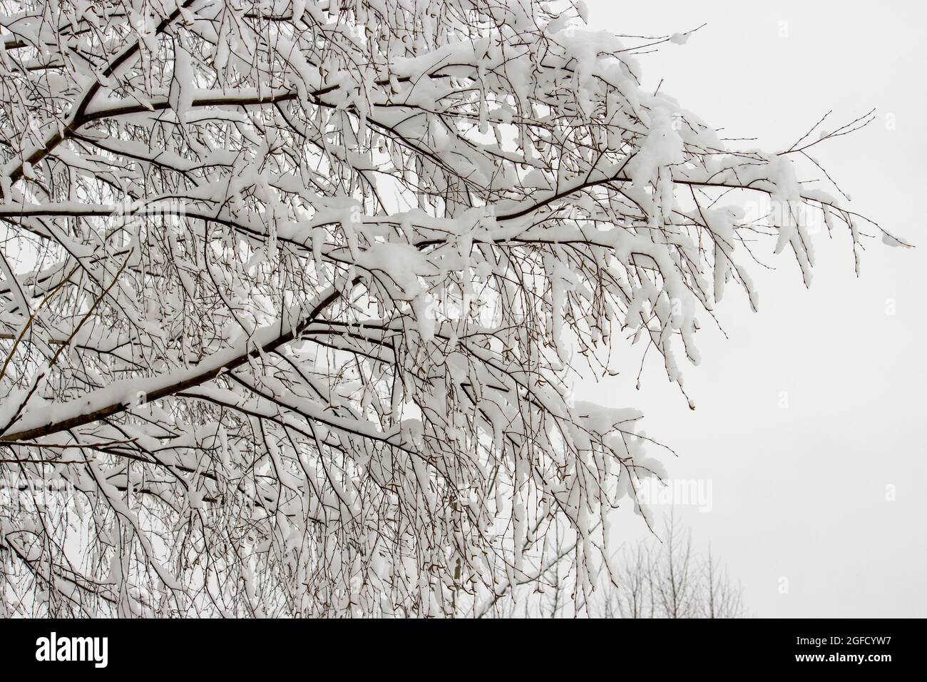 Tree branches in snow, background for winter weather banner Stock Photo ...