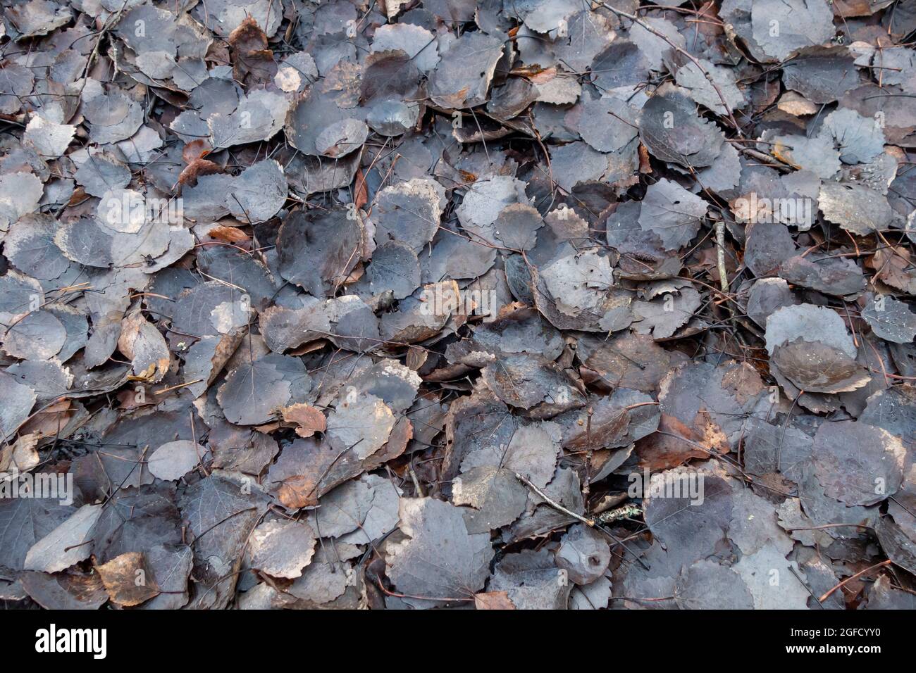 Dark leaves texture hi-res stock photography and images - Alamy