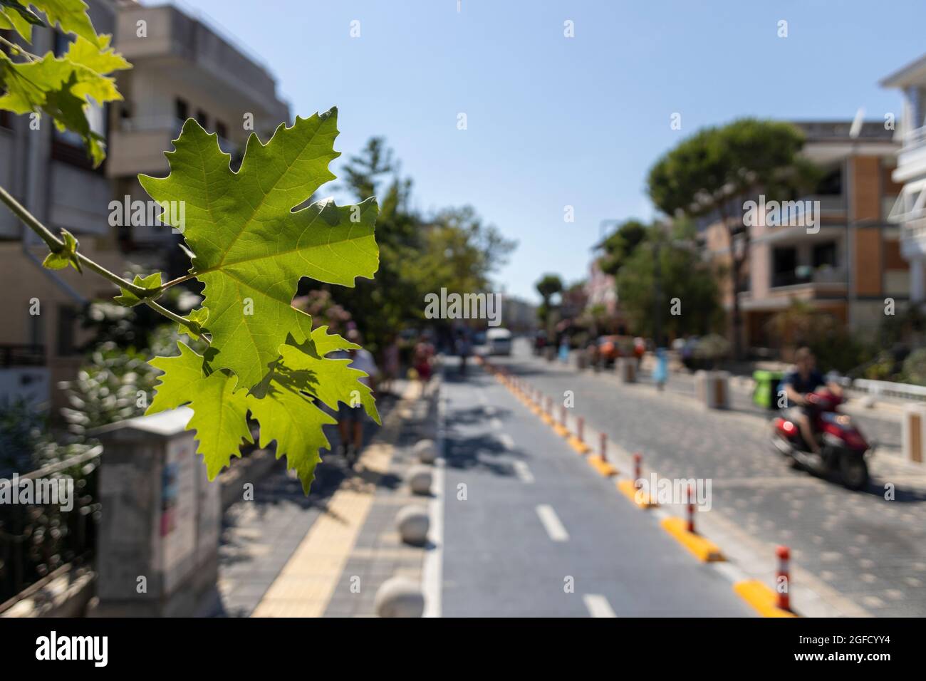 Maple leaf, Street in the background Stock Photo - Alamy