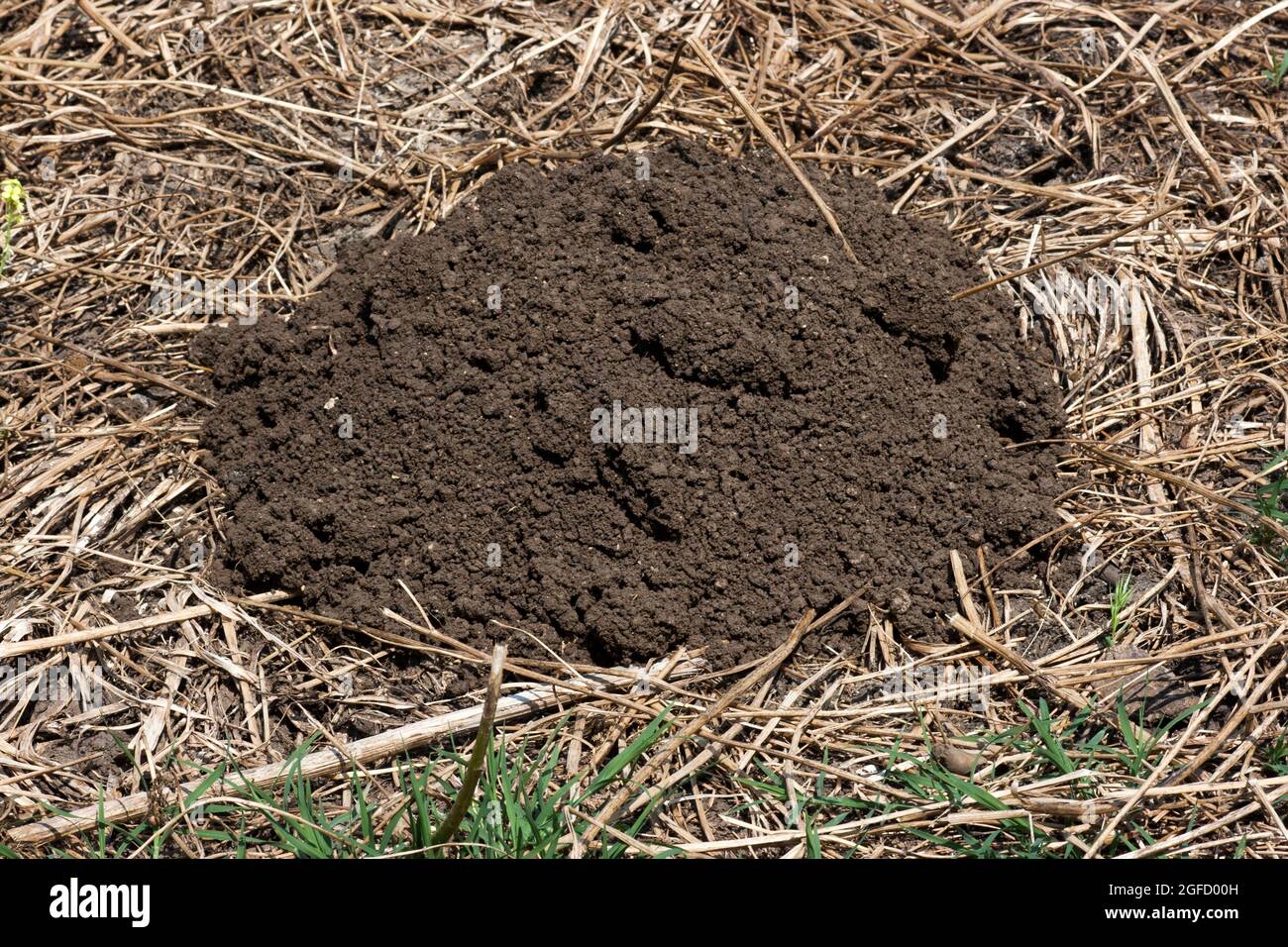 Soil mounds of the Middle East blind mole-rat Stock Photo - Alamy