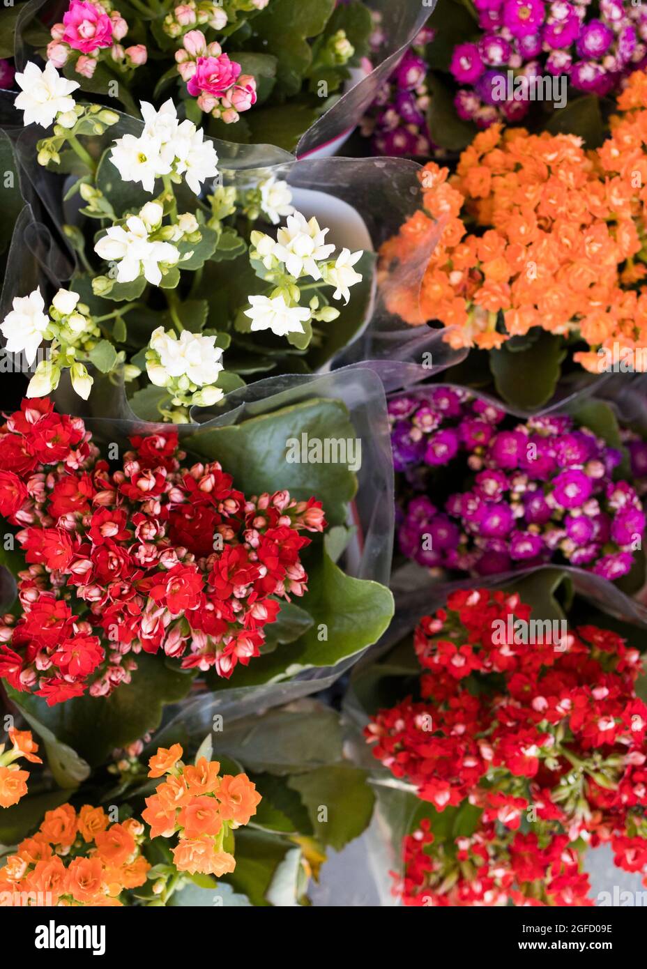Flowers of various colors in pots Stock Photo - Alamy