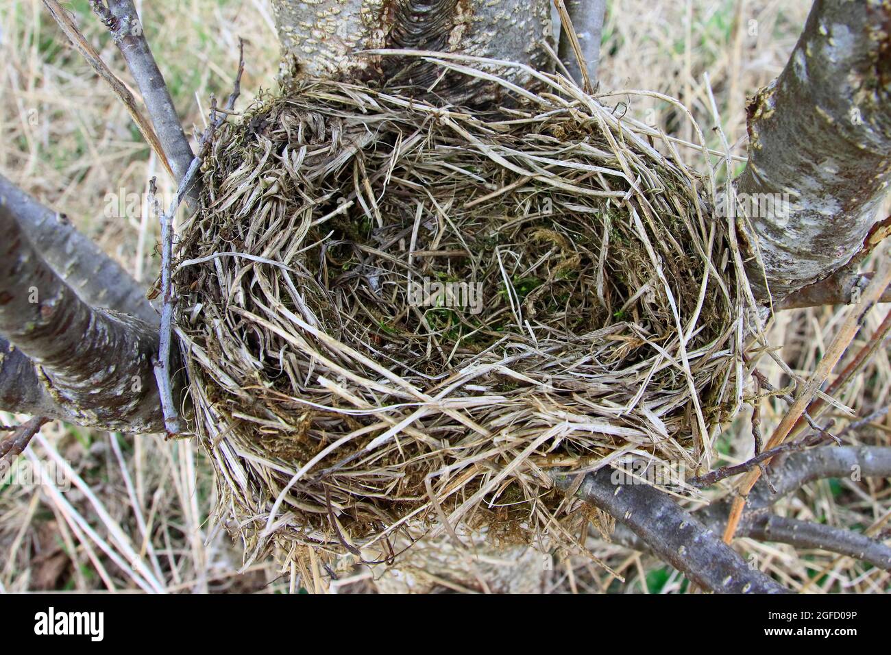 Birds nest on a tree, top view close-up Stock Photo - Alamy