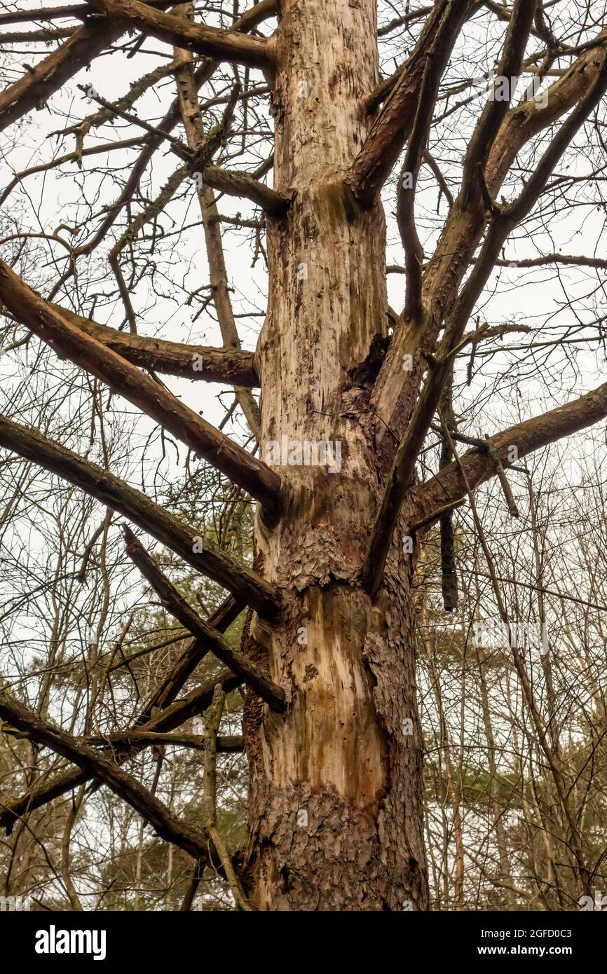 Old dry tree, bad ecology concept, forest landscape Stock Photo - Alamy