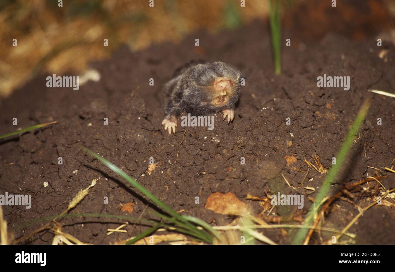 Middle East blind mole-rat Stock Photo - Alamy