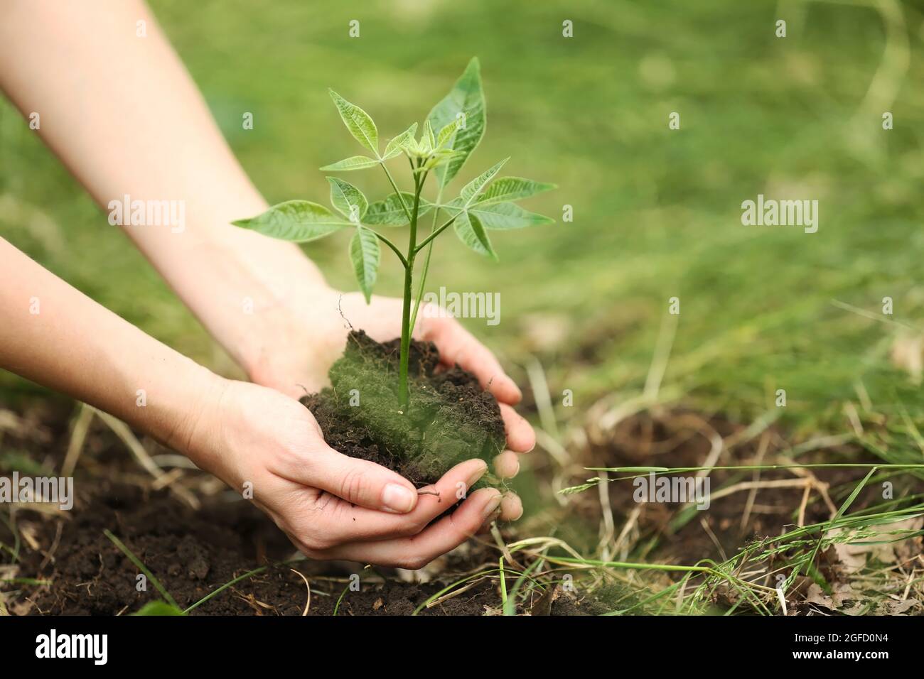 Woman planting tree in garden Stock Photo - Alamy