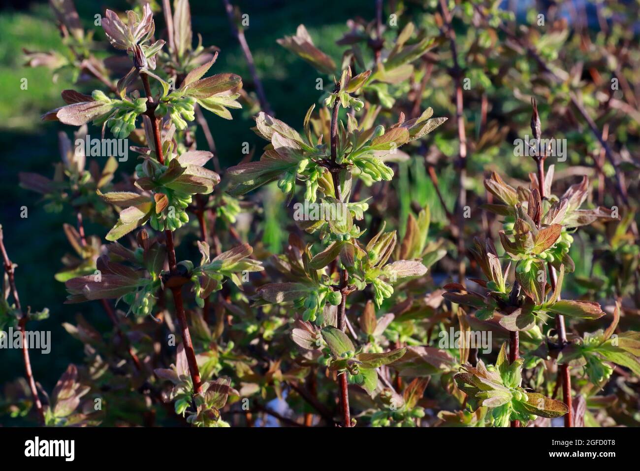 Bush honeysuckle hi-res stock photography and images - Alamy