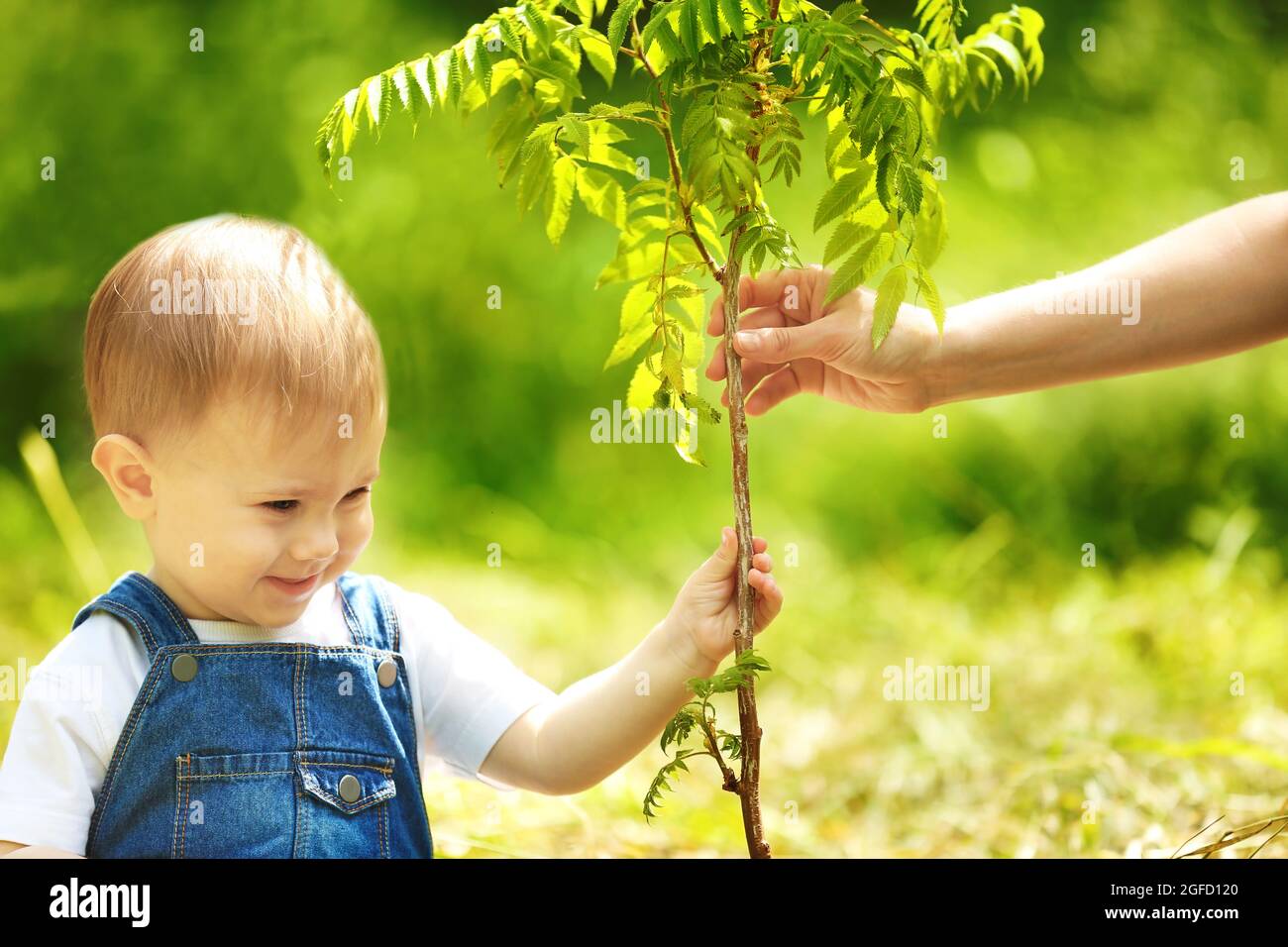 Cute baby boy planting tree with parent in garden Stock Photo - Alamy