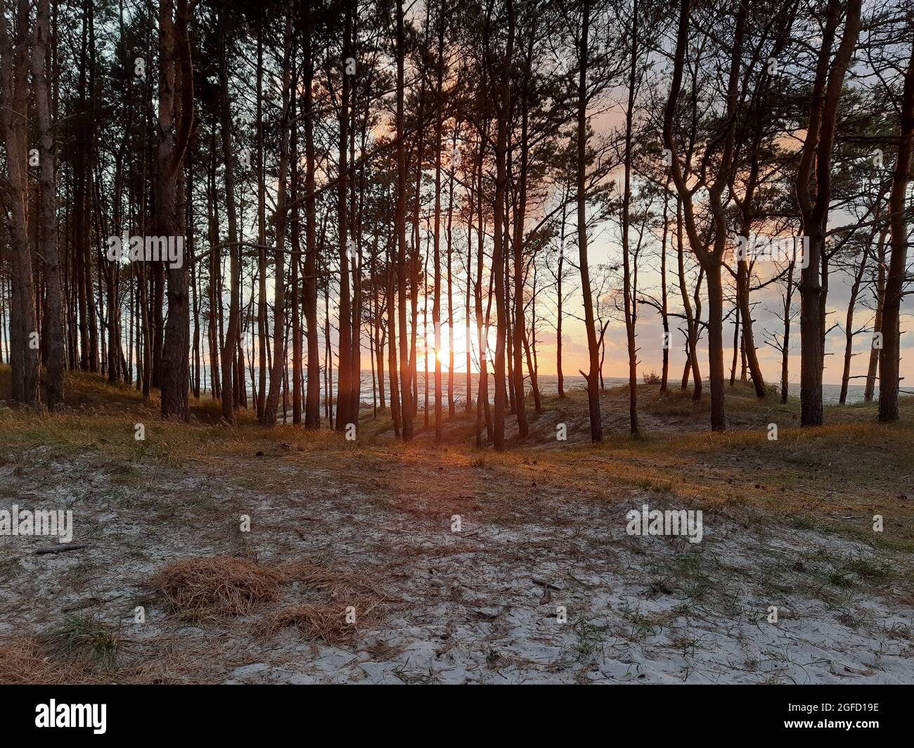 Shot of multiple thin trees standing on a field near the beach during ...
