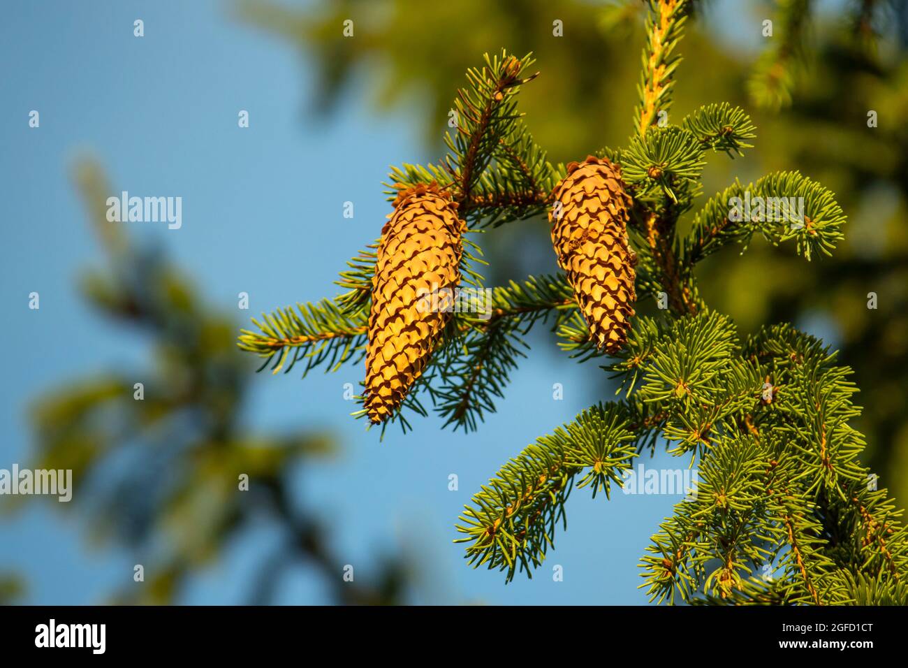 Fir cones - a large bunch for a holiday card design Stock Photo - Alamy