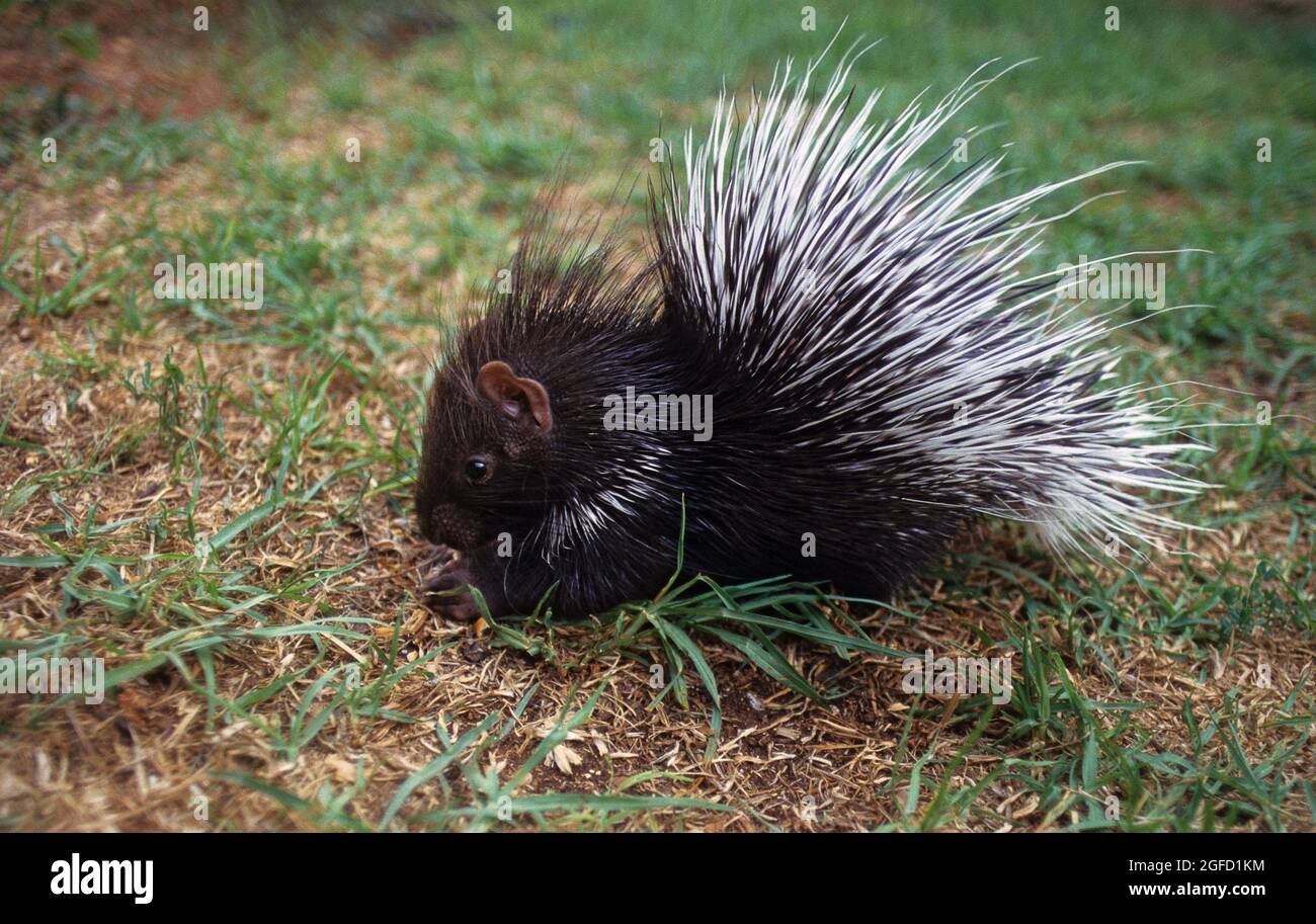offspring of Indian crested porcupine Stock Photo - Alamy