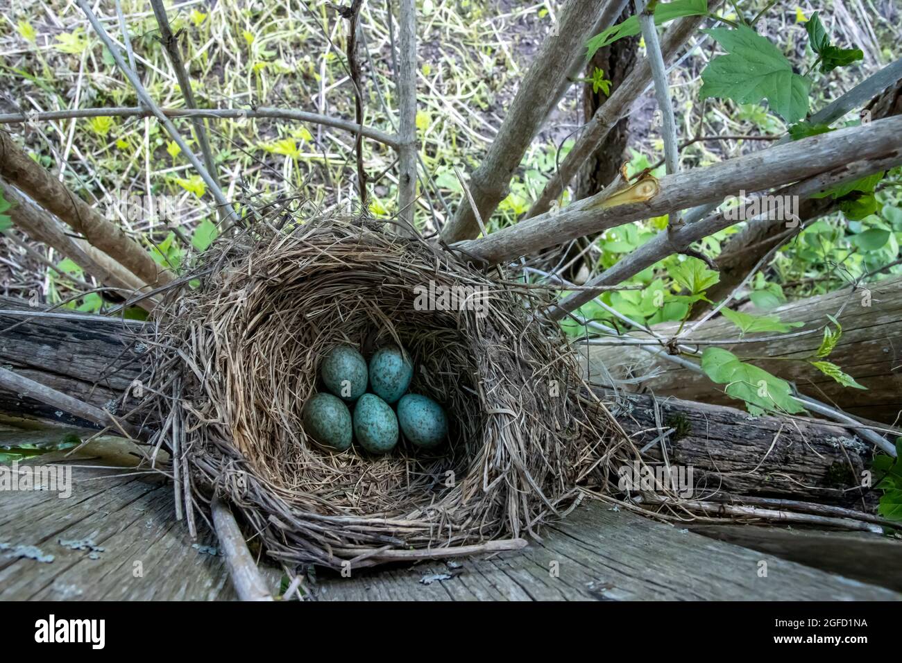 Birds nest close-up on a tree, top view Stock Photo - Alamy