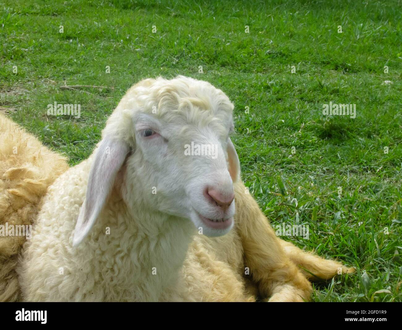 Ewe lamb face close woolly hi-res stock photography and images - Alamy