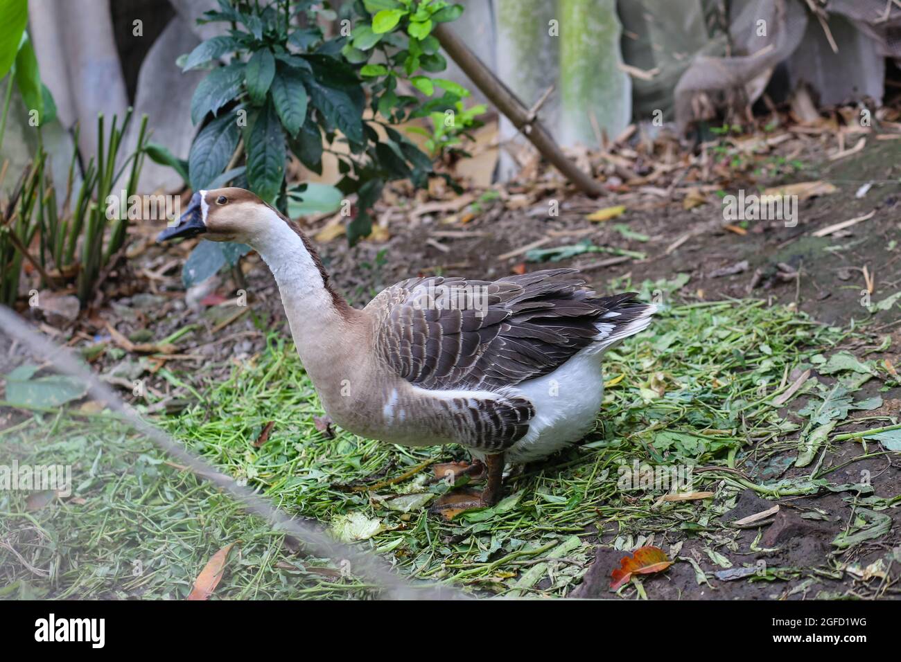 Chinese geese hi-res stock photography and images - Alamy