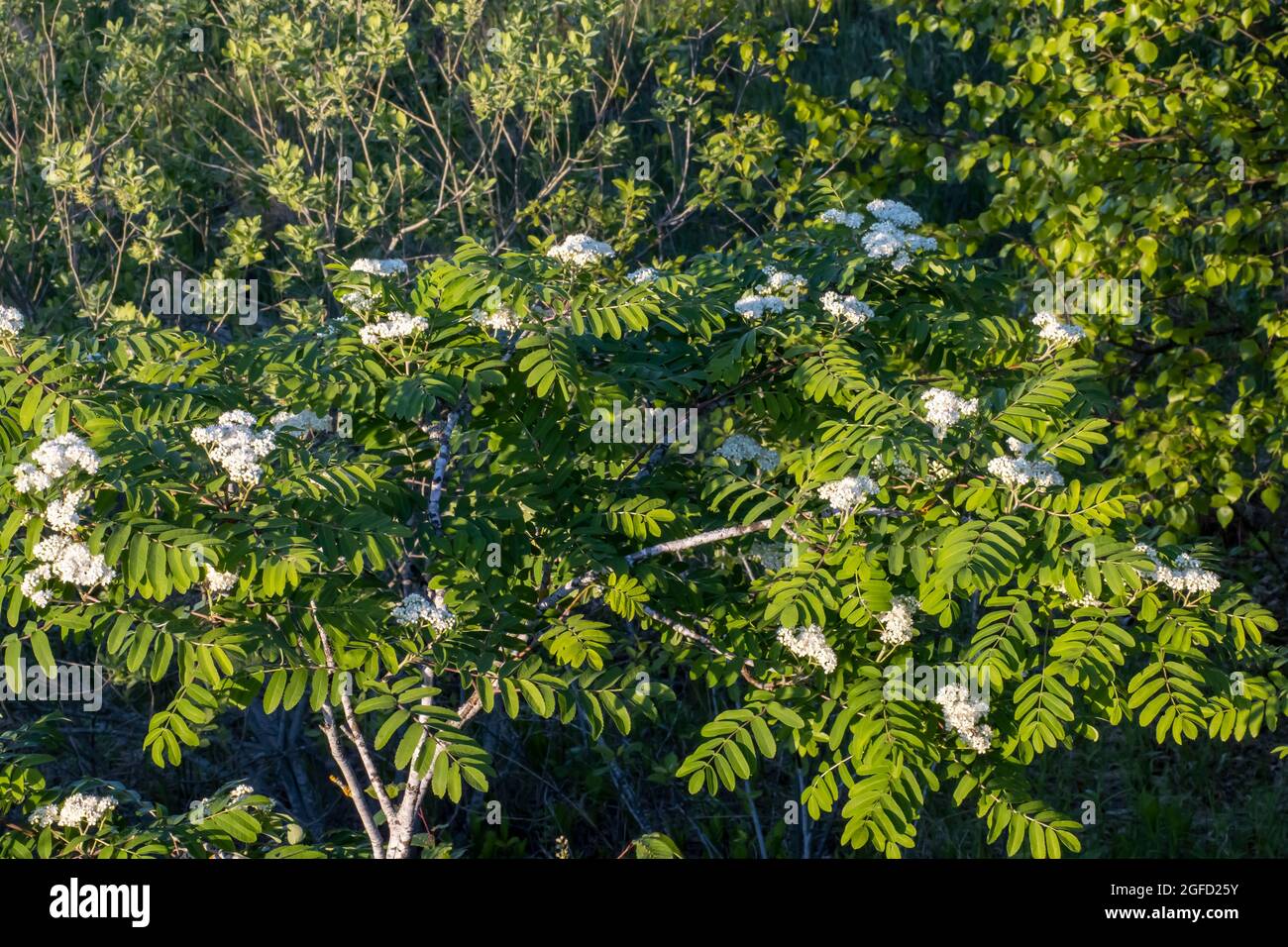 Blooming mountain ash is a beautiful spring landscape Stock Photo - Alamy