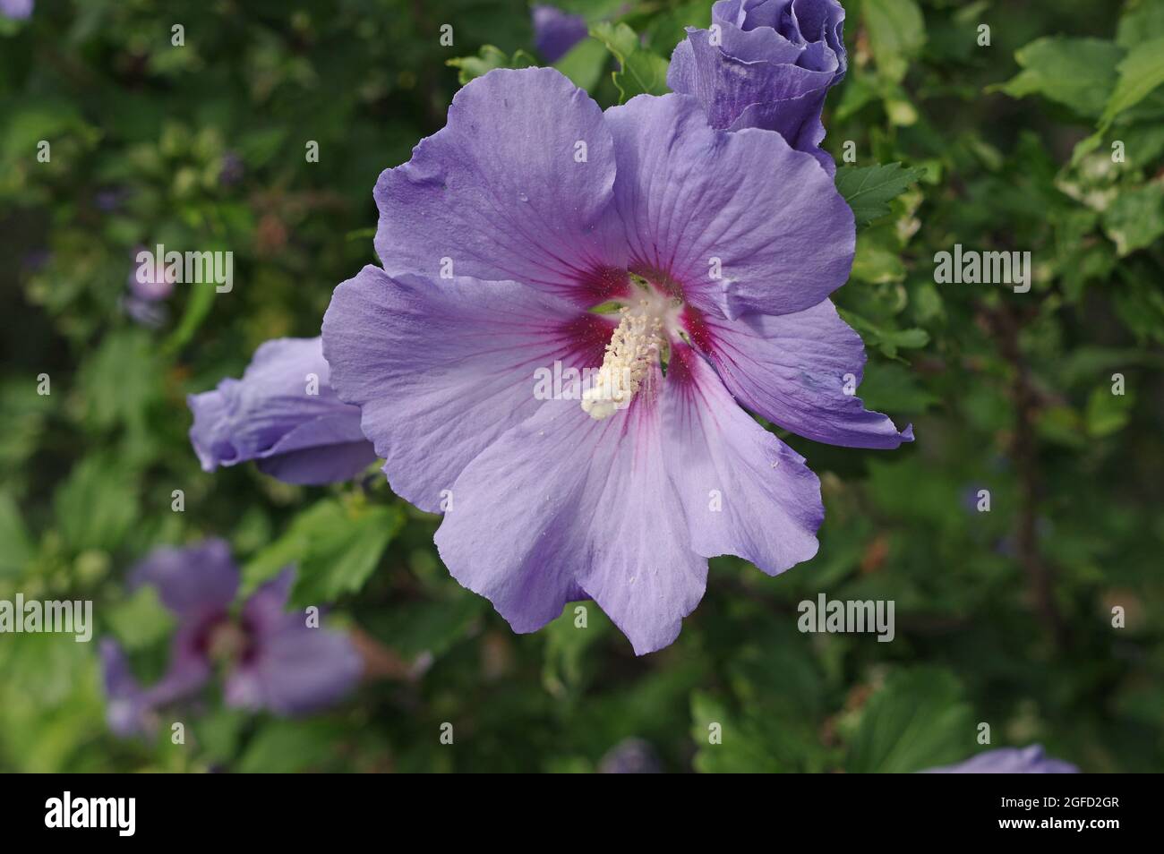 Blue blossoms of a hibiscus shrub Stock Photo - Alamy
