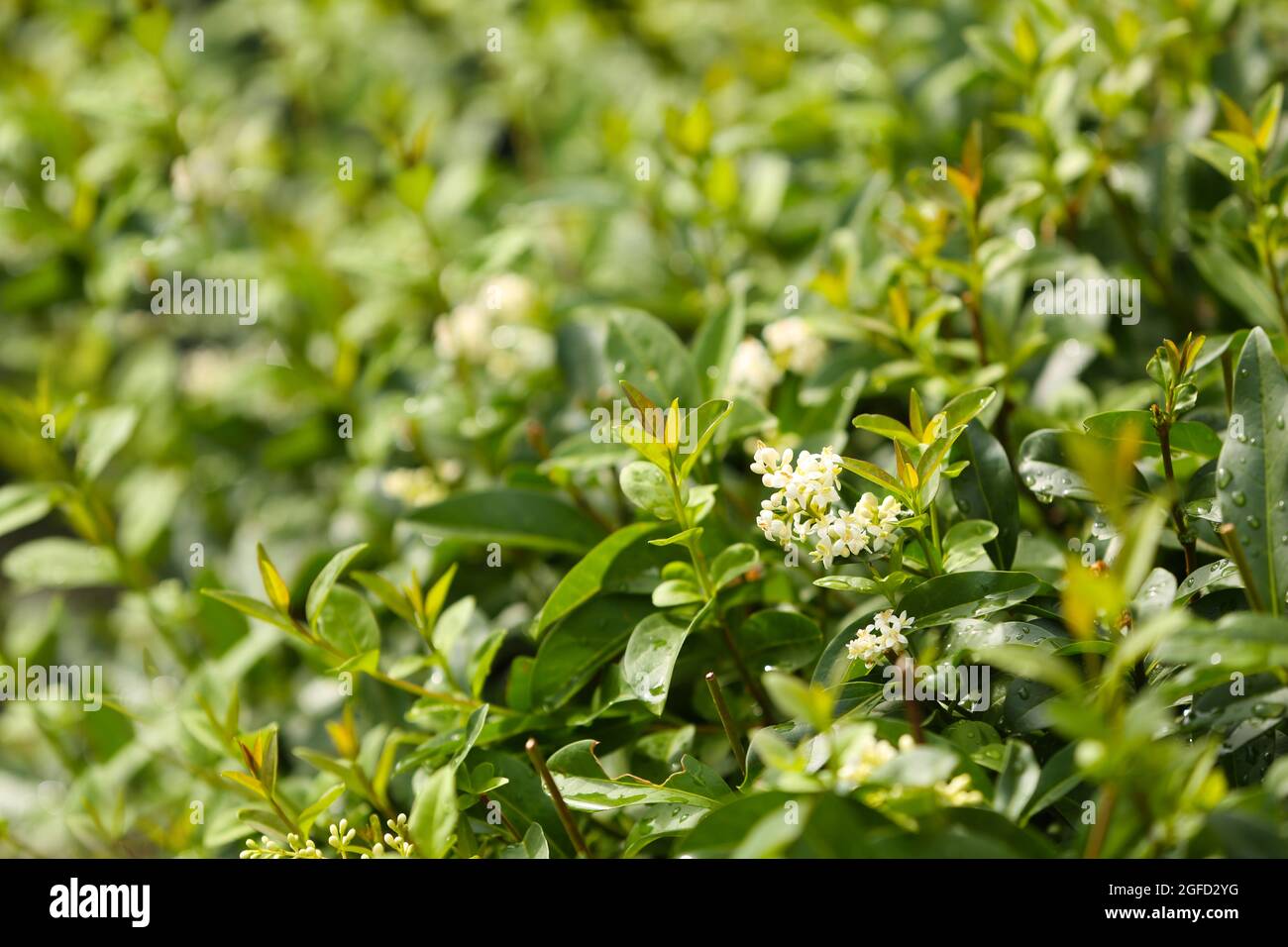 Fresh green bush background Stock Photo - Alamy