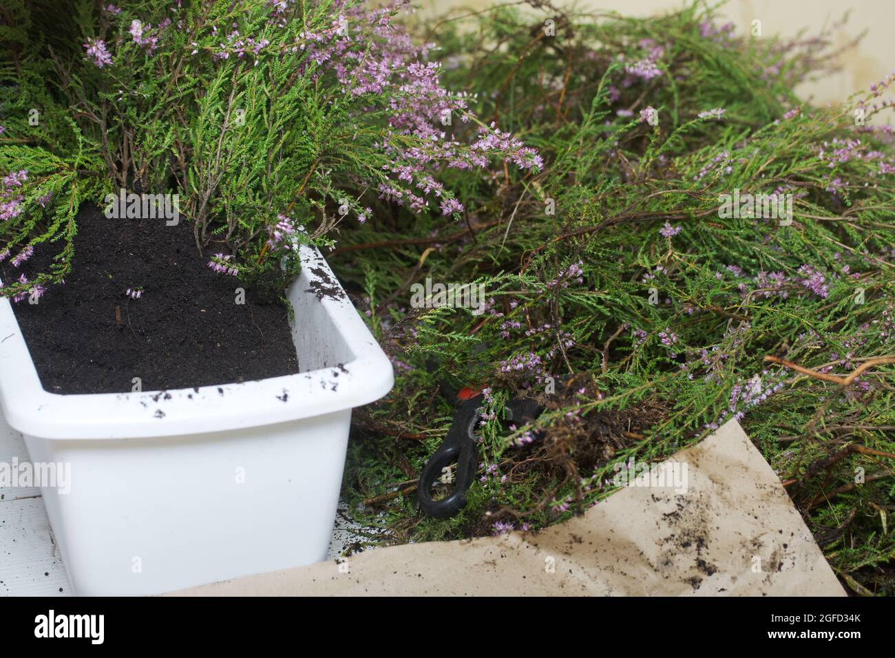 A large bunch of heather in a bucket before potting. Close-up shot ...
