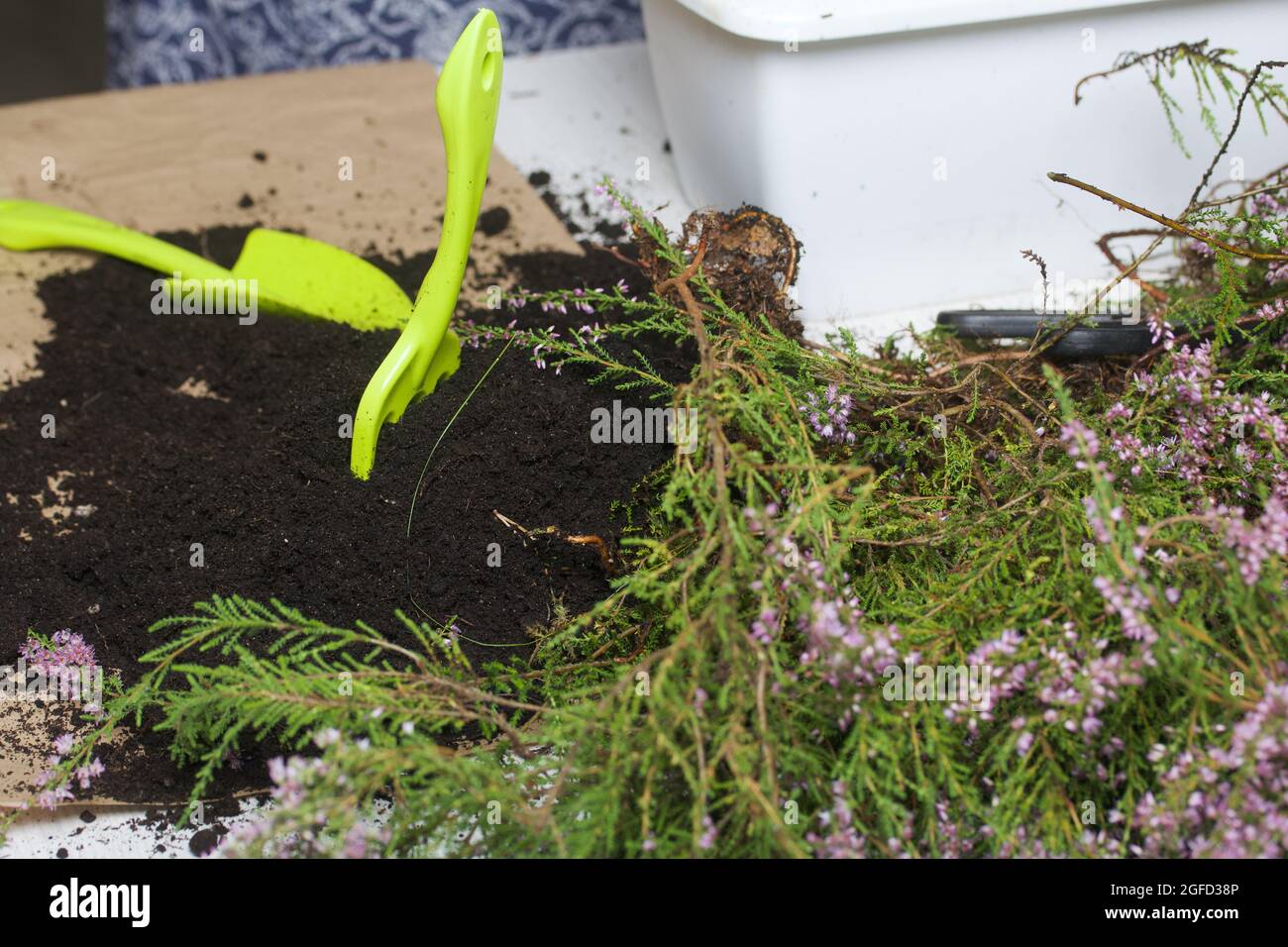 A woman transplants forest heather into a pot. Adds soil to the roots ...