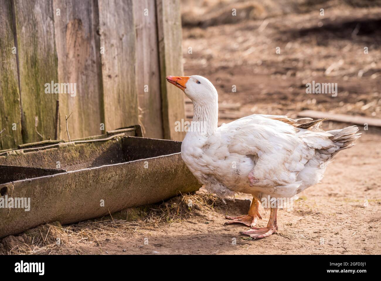 A large white goose drinking water from a trough on the backyard farm ...