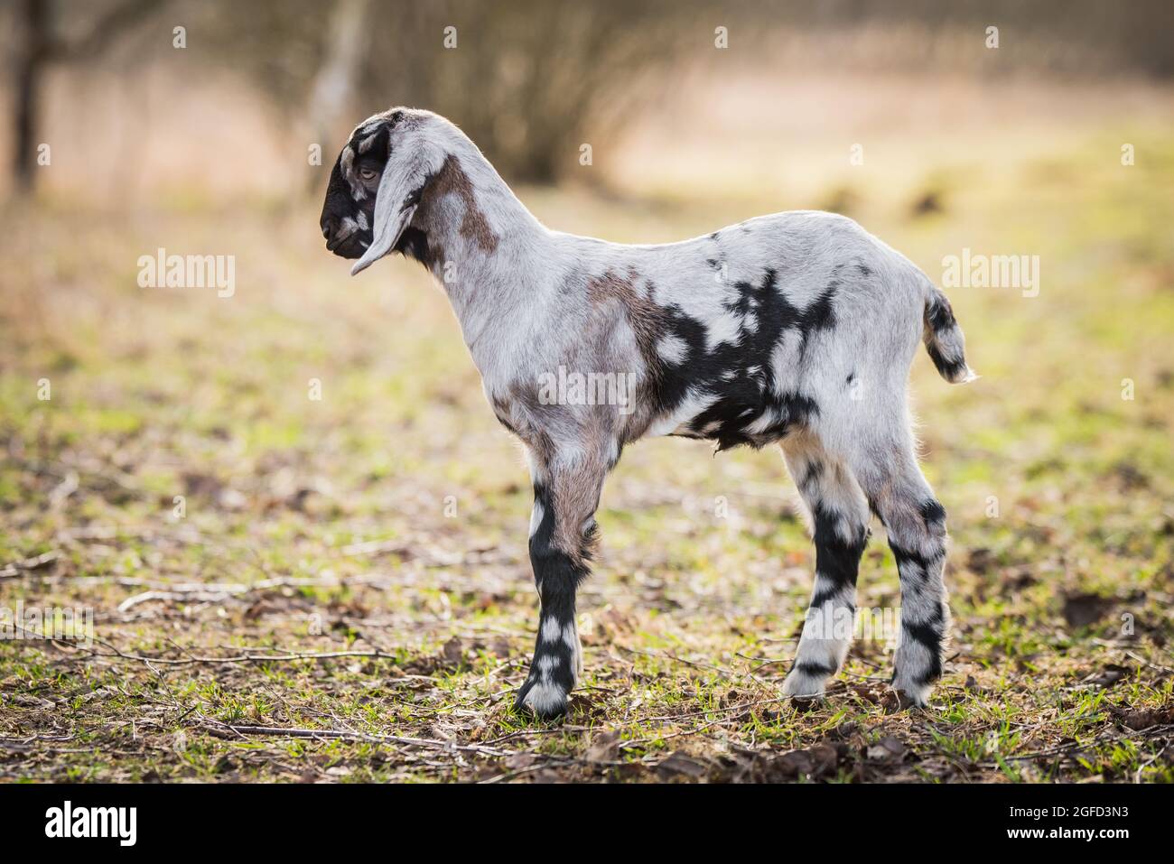 Small south african boer goat doeling portrait on nature Stock Photo ...