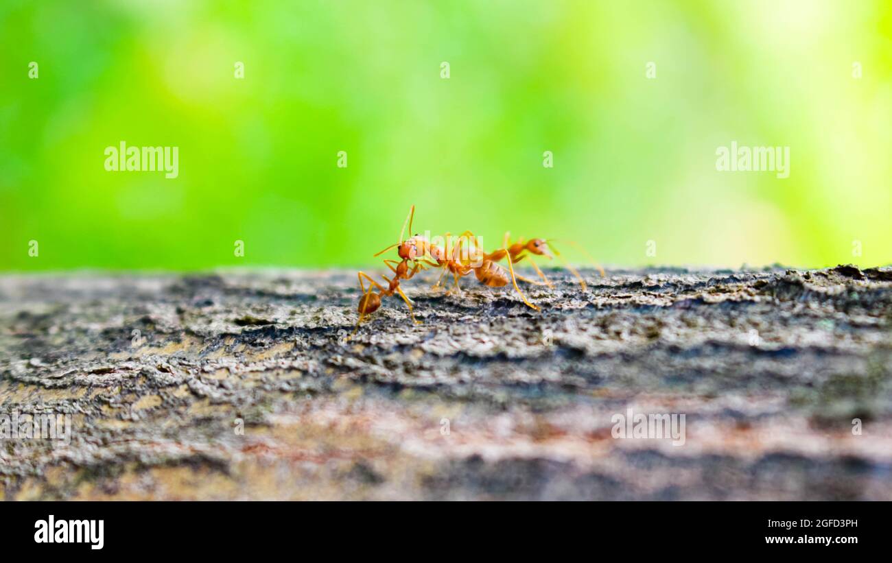 red ants are kissing on a tree, love triangle Stock Photo - Alamy