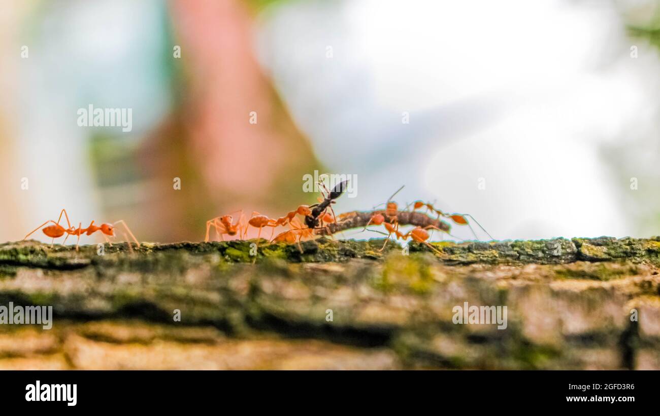 Ant attack hi-res stock photography and images - Alamy
