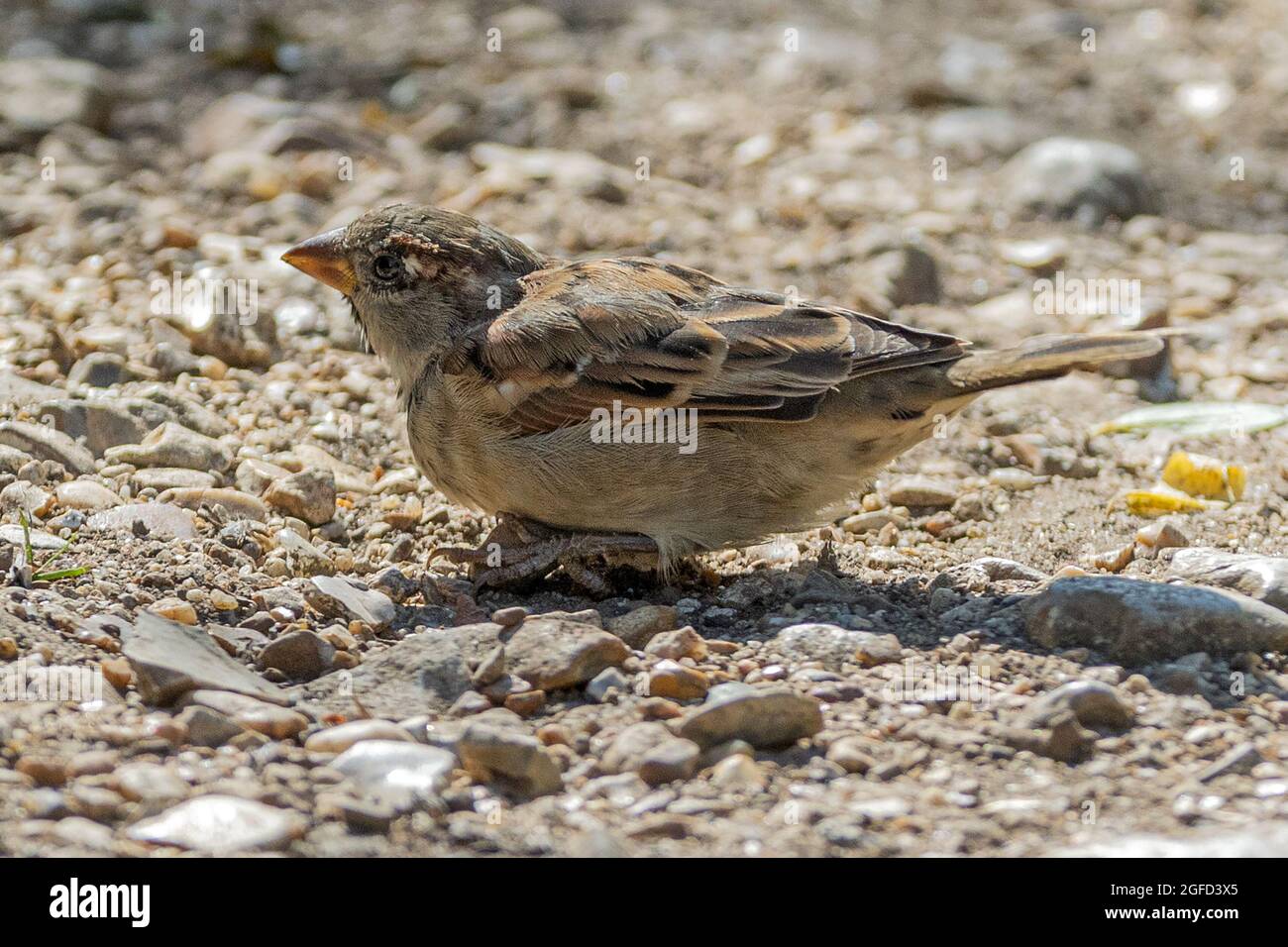 Female, House sparrow, Passer domesticus, was searching for food, about ...