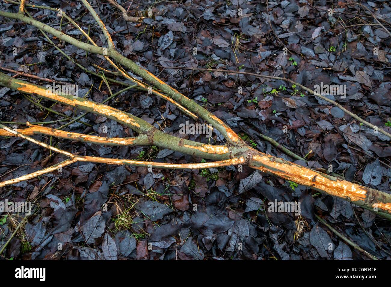 Wild animals texture hi-res stock photography and images - Alamy