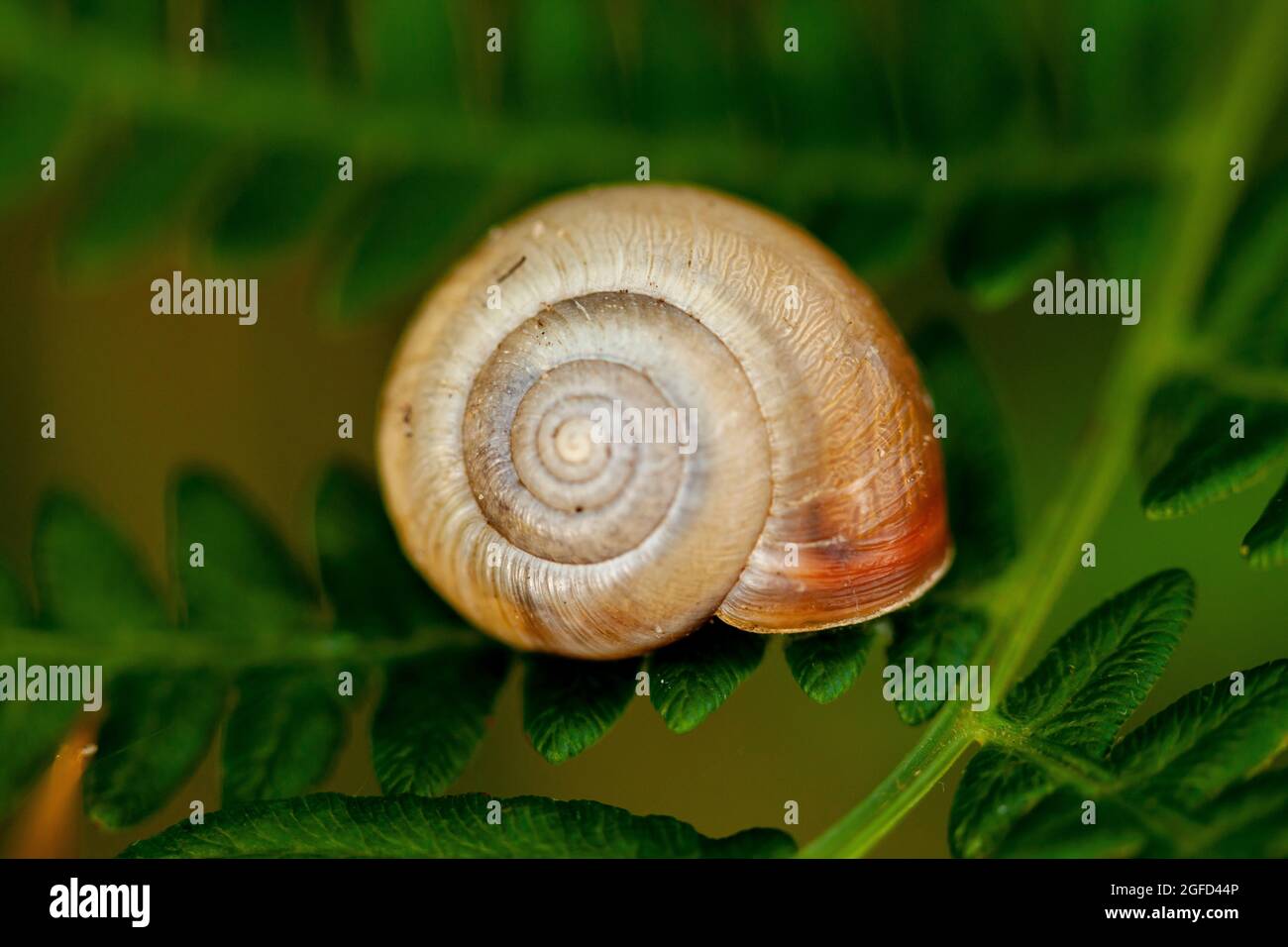 Snail shell spiral macro detail on a green fern in natural habitat ...