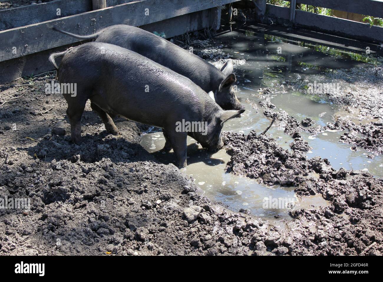Pigs drinking water from a trough on a beautiful sunny summer day Stock ...