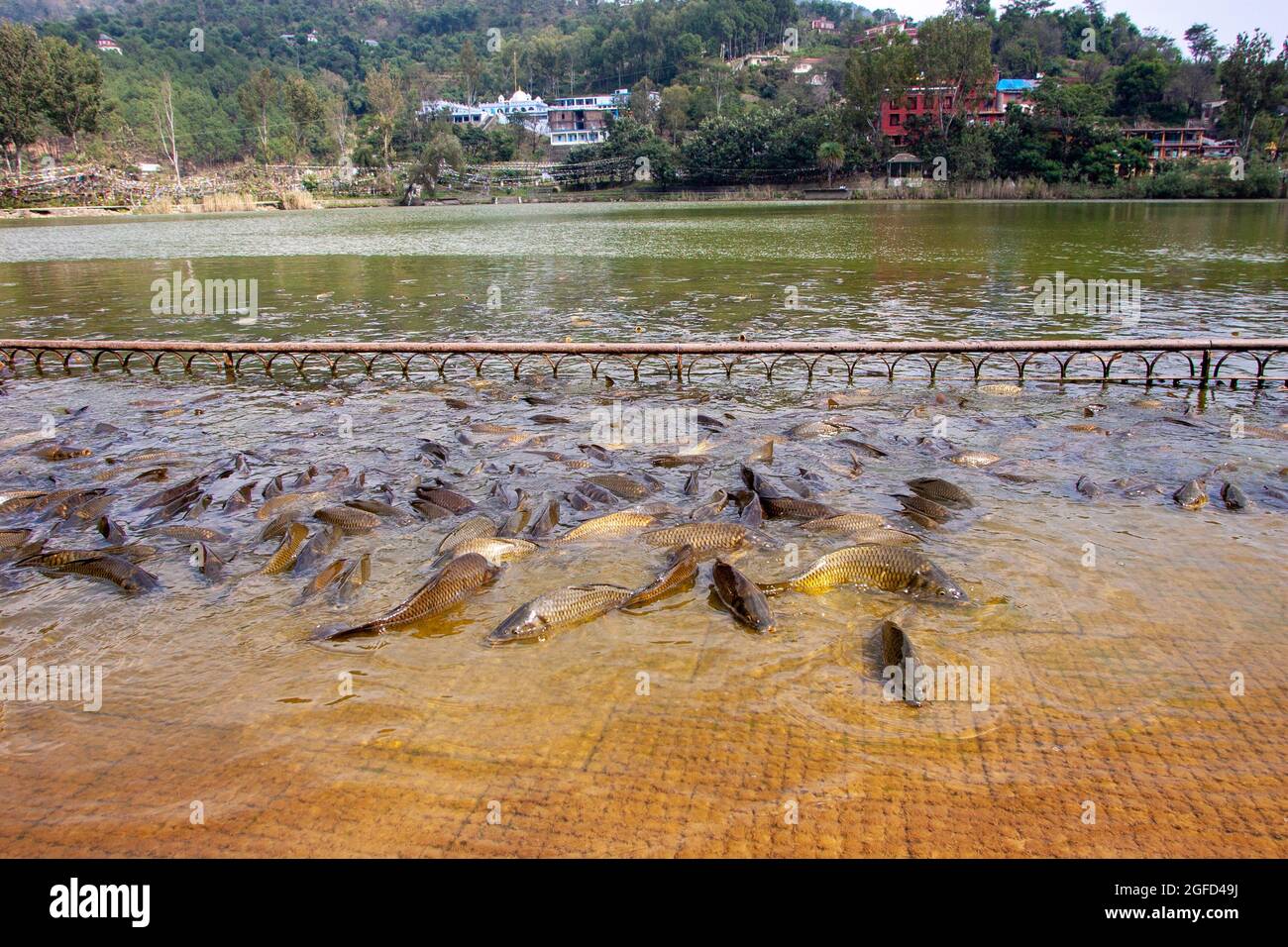 fish thrashing on the banks of the Ganges River at Haridwar. Haridwar ...