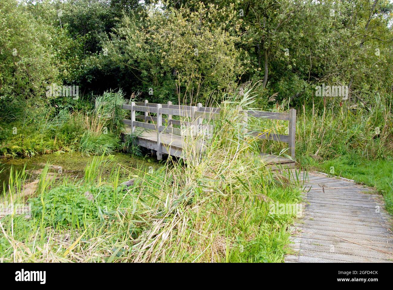 Boardwalk and wooden bridge over small stream in the Norfolk Broads ...