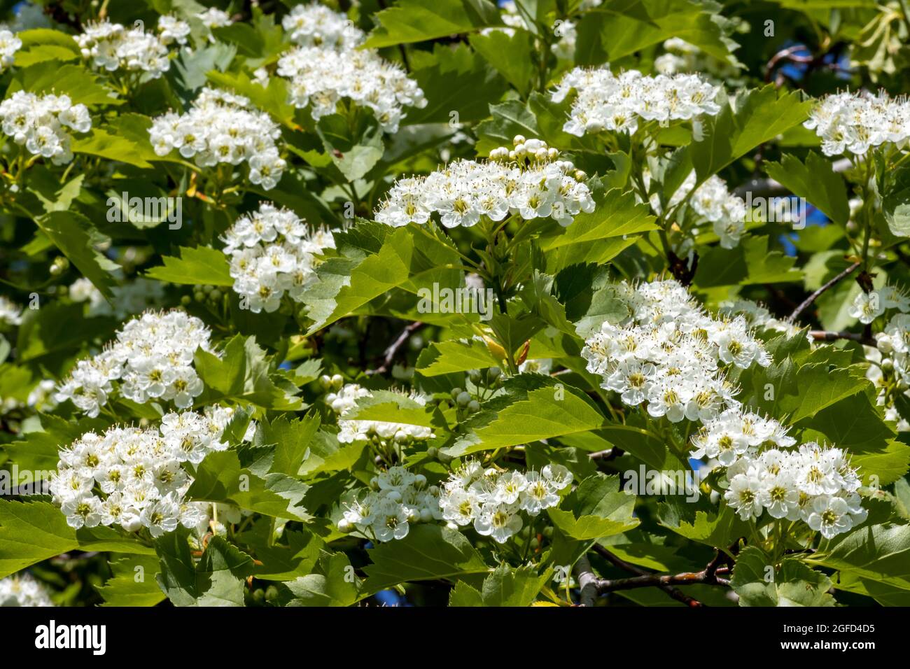 Beautiful flowering hawthorn in spring in the garden, natural ...
