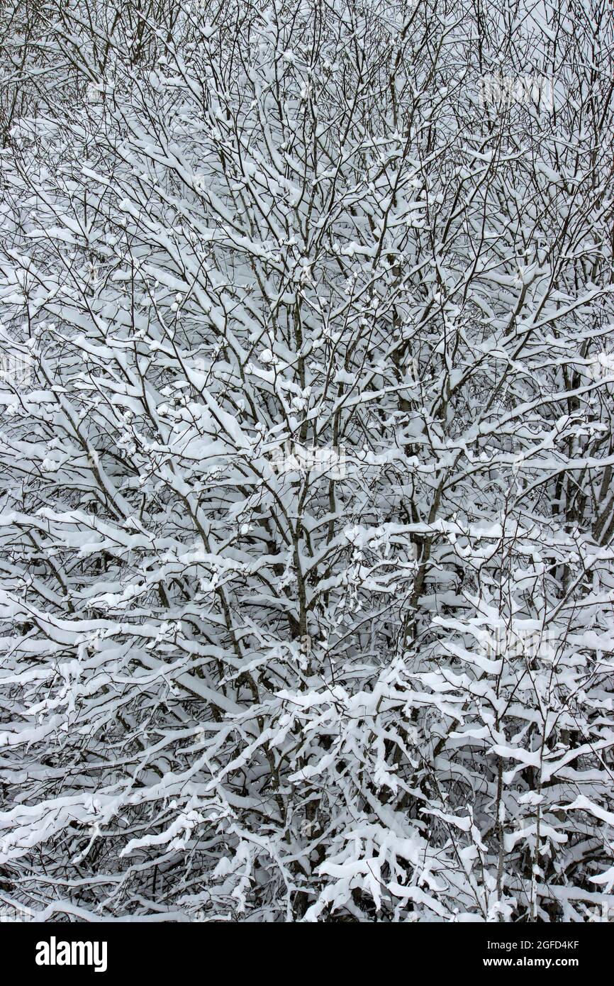 Backdrop of bushes hi-res stock photography and images - Alamy