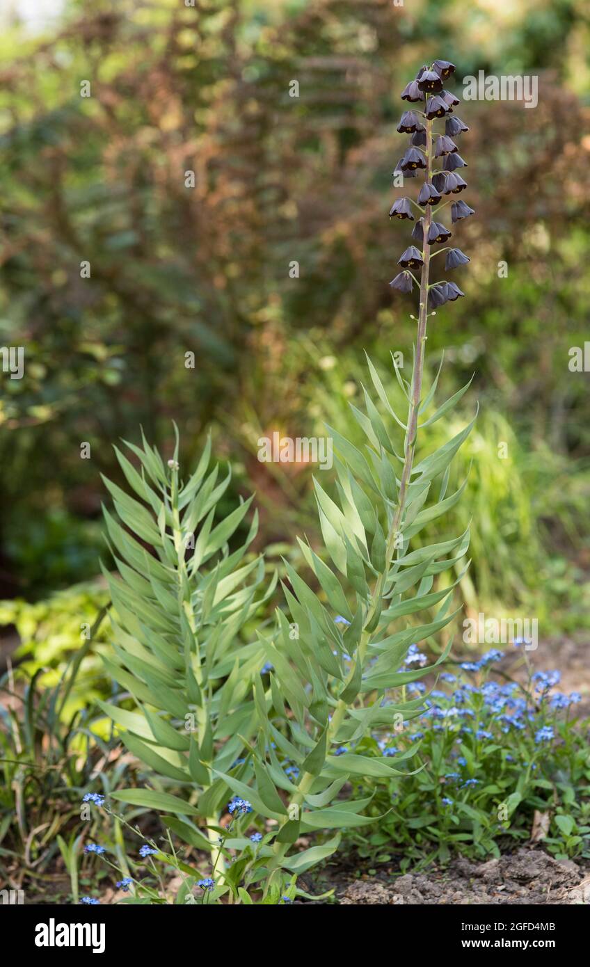 Persian Lily Fritillary - Fritillaria arabica. Bulbous herbaceous ...