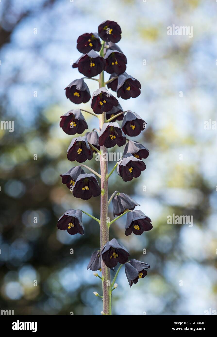 Persian Lily Fritillary - Fritillaria arabica. Bulbous herbaceous ...