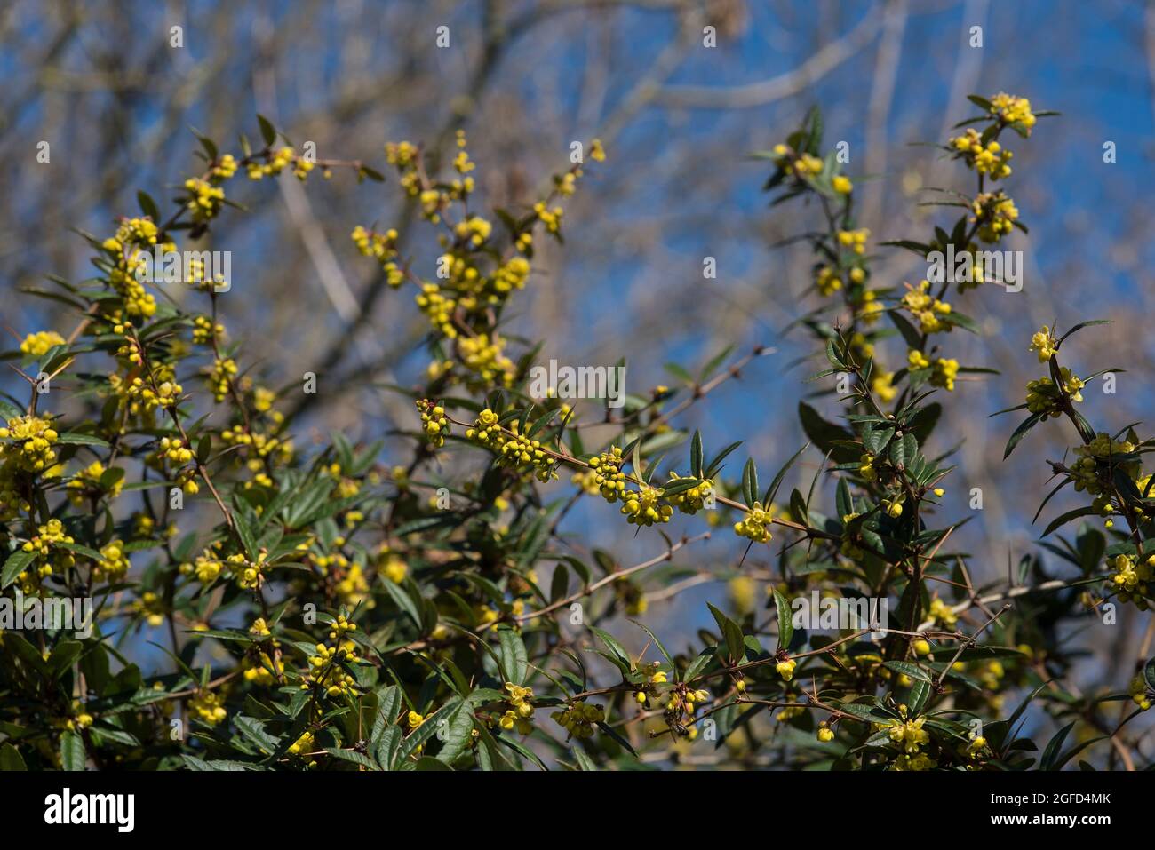 Berberis julianae - Wintergreen Barberry, AKA Chinese Barberry ...