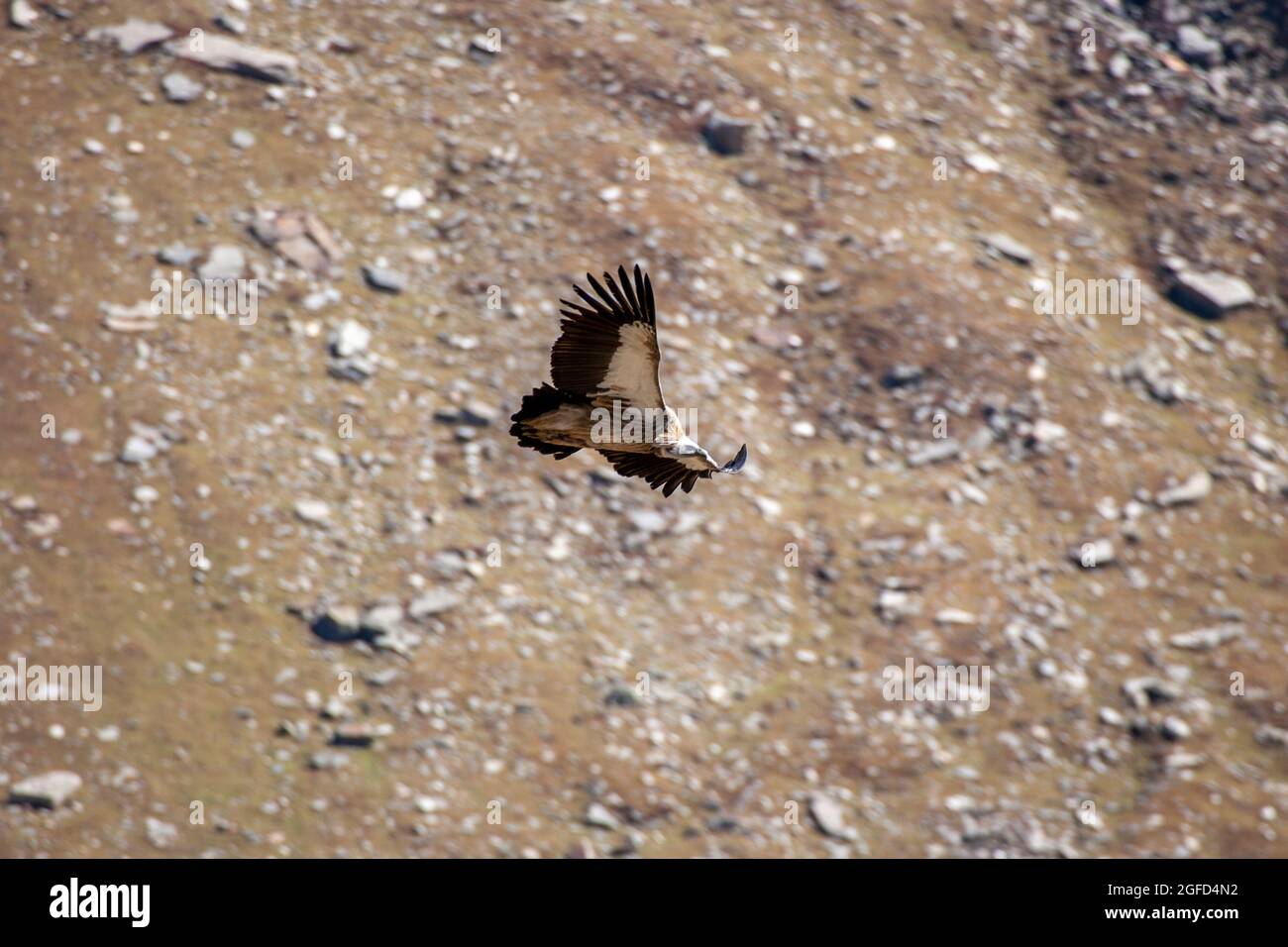 Himalayan griffon vulture (Gyps himalayensis). in flight. The Himalayan ...