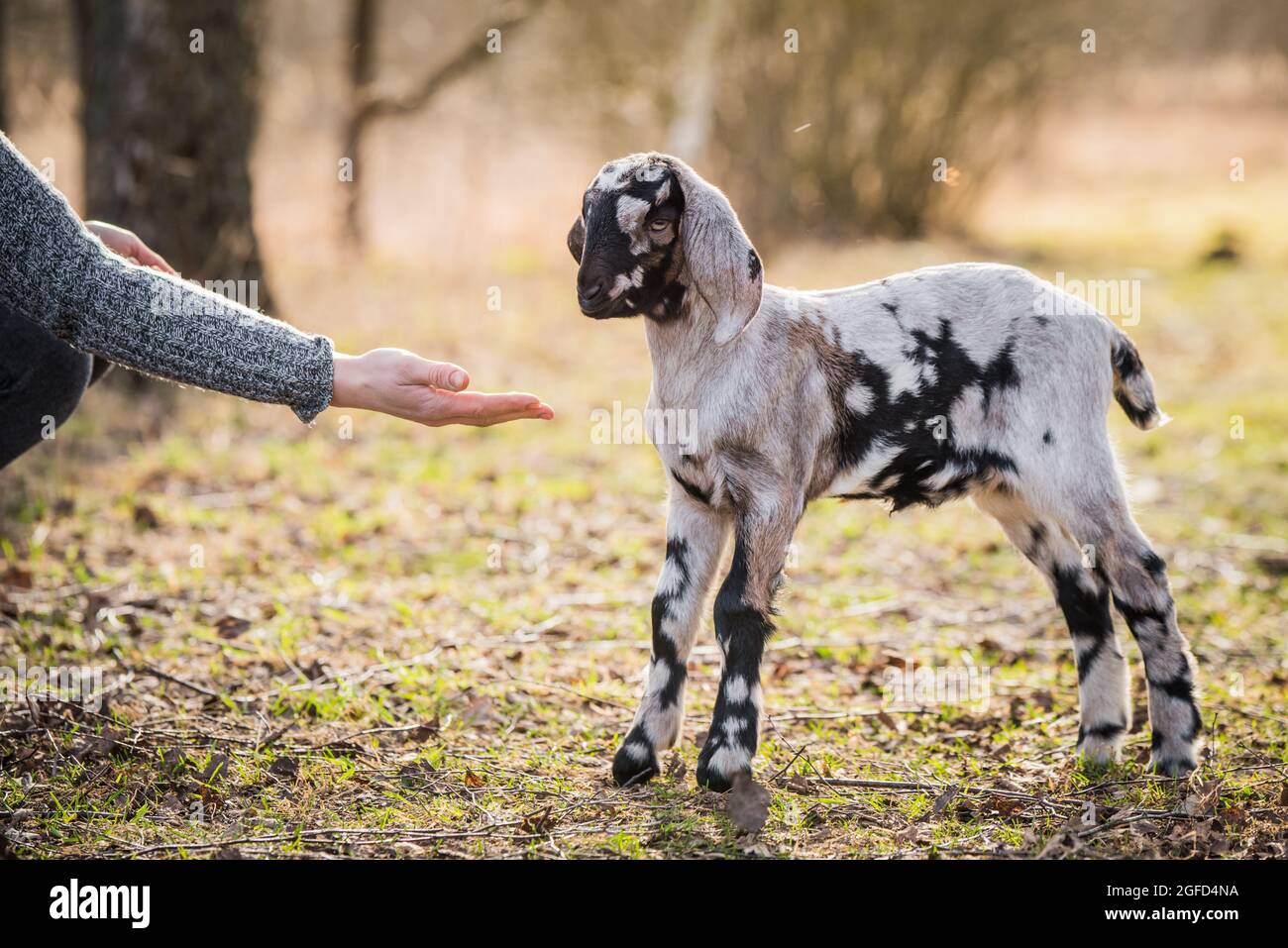 Small south african boer goat doeling portrait on nature Stock Photo ...