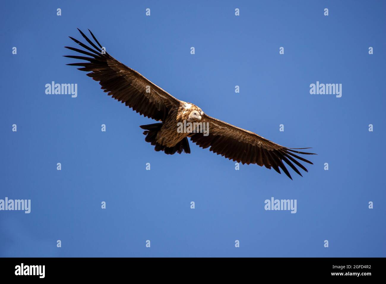 Himalayan griffon vulture (Gyps himalayensis). in flight with a blue ...