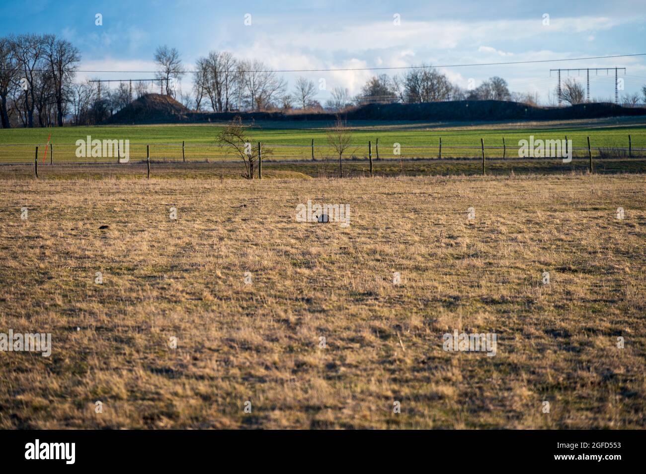 Lonely rabbit eating of the brown grass during winter in rural ...