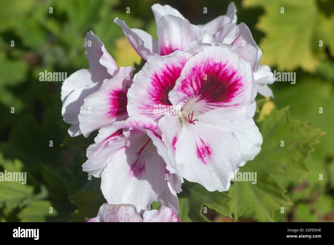 Pink and white geranium flowers in a garden during spring Stock Photo ...