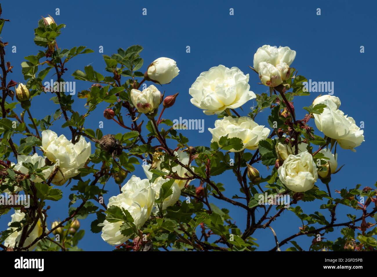 Spray roses hi-res stock photography and images - Alamy