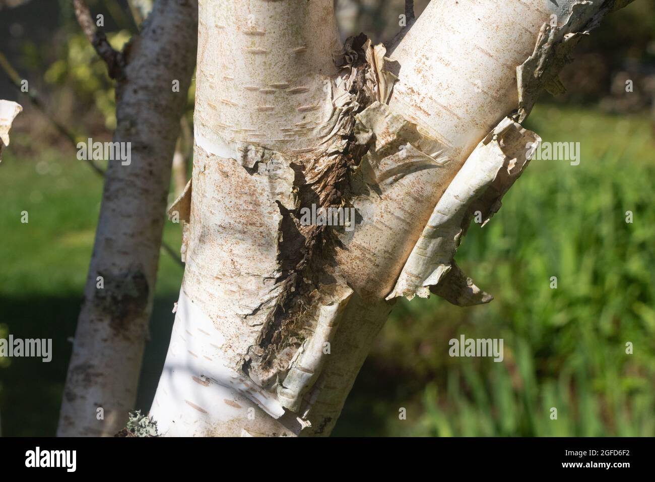 Scratched bark hi-res stock photography and images - Alamy