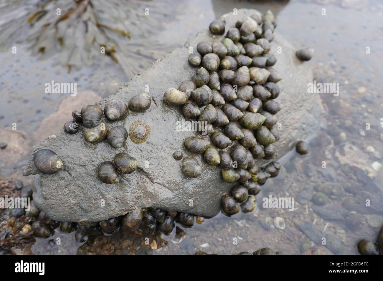 Cockles Uk High Resolution Stock Photography and Images - Alamy