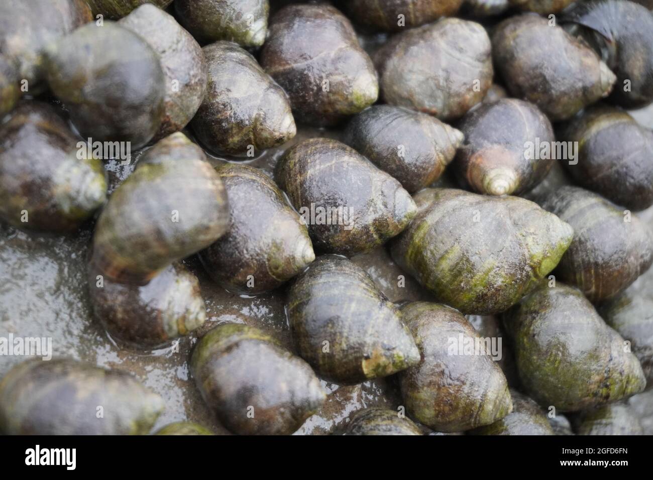 Cockles uk hi-res stock photography and images - Alamy