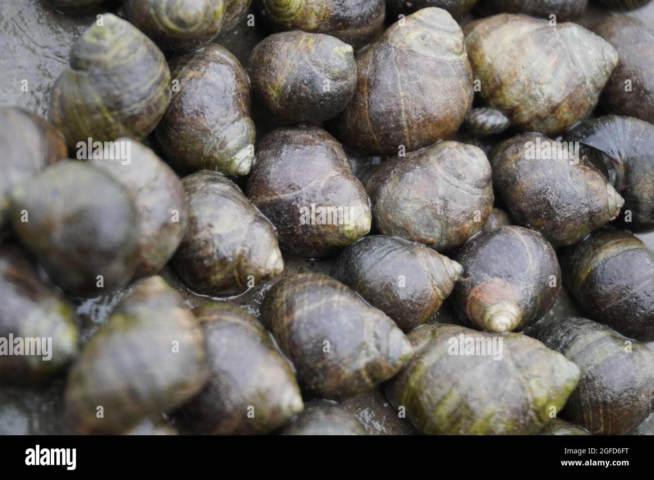 Cockles Uk High Resolution Stock Photography and Images - Alamy