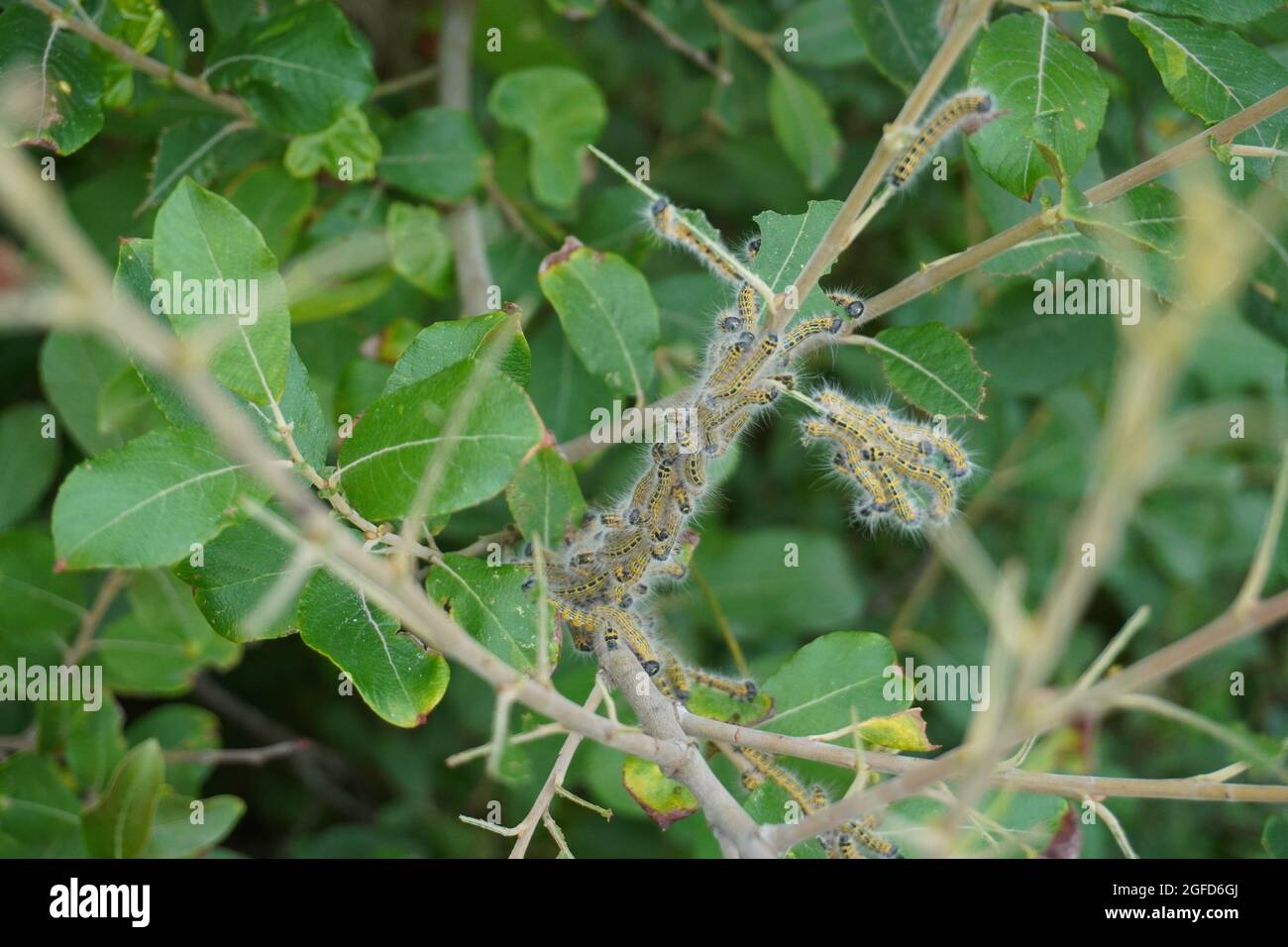 Cabbage White butterfly catepillars Stock Photo - Alamy
