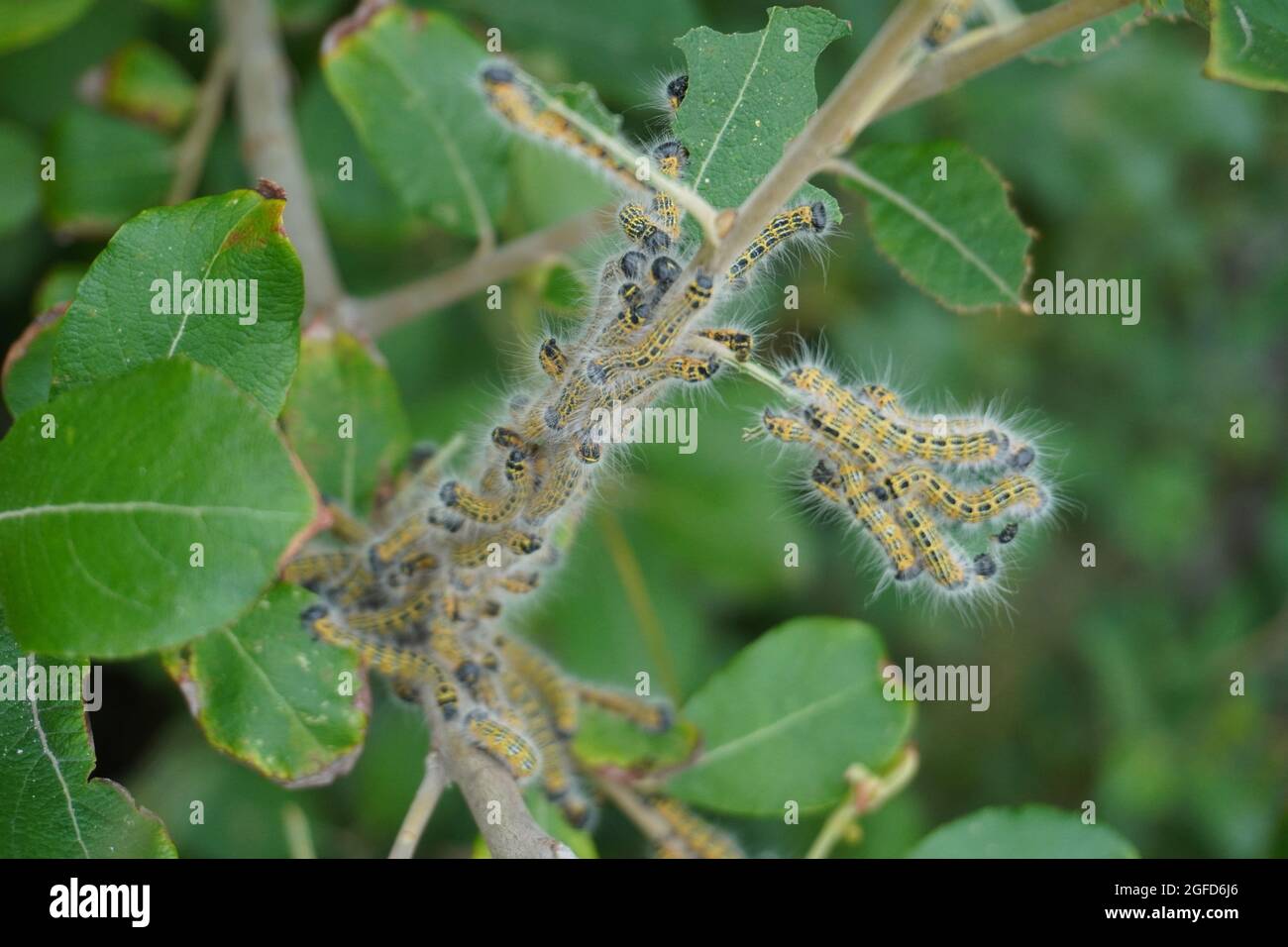 Cabbage White butterfly catepillars Stock Photo - Alamy
