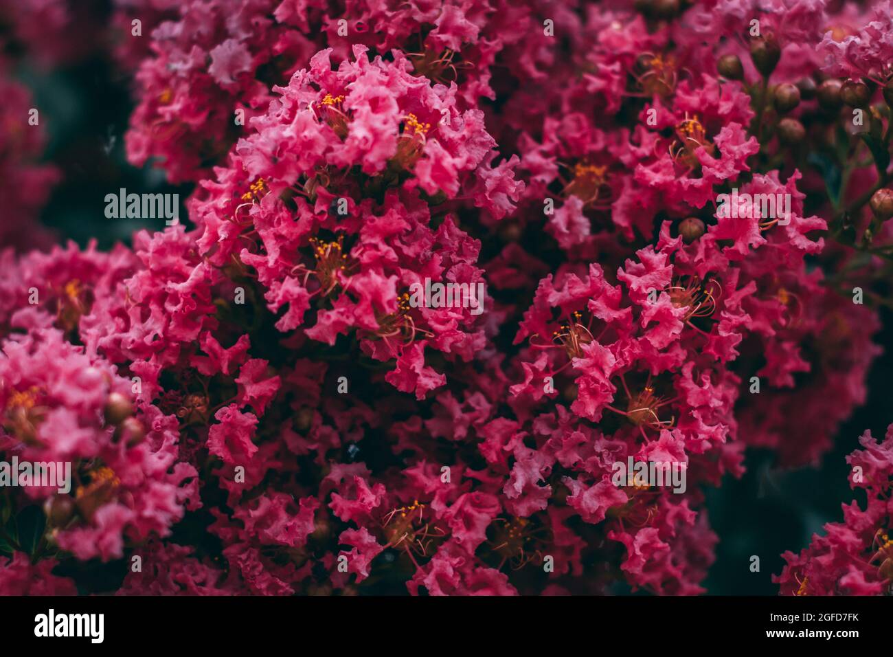 Closeup shot pink lagerstroemia hi-res stock photography and images - Alamy